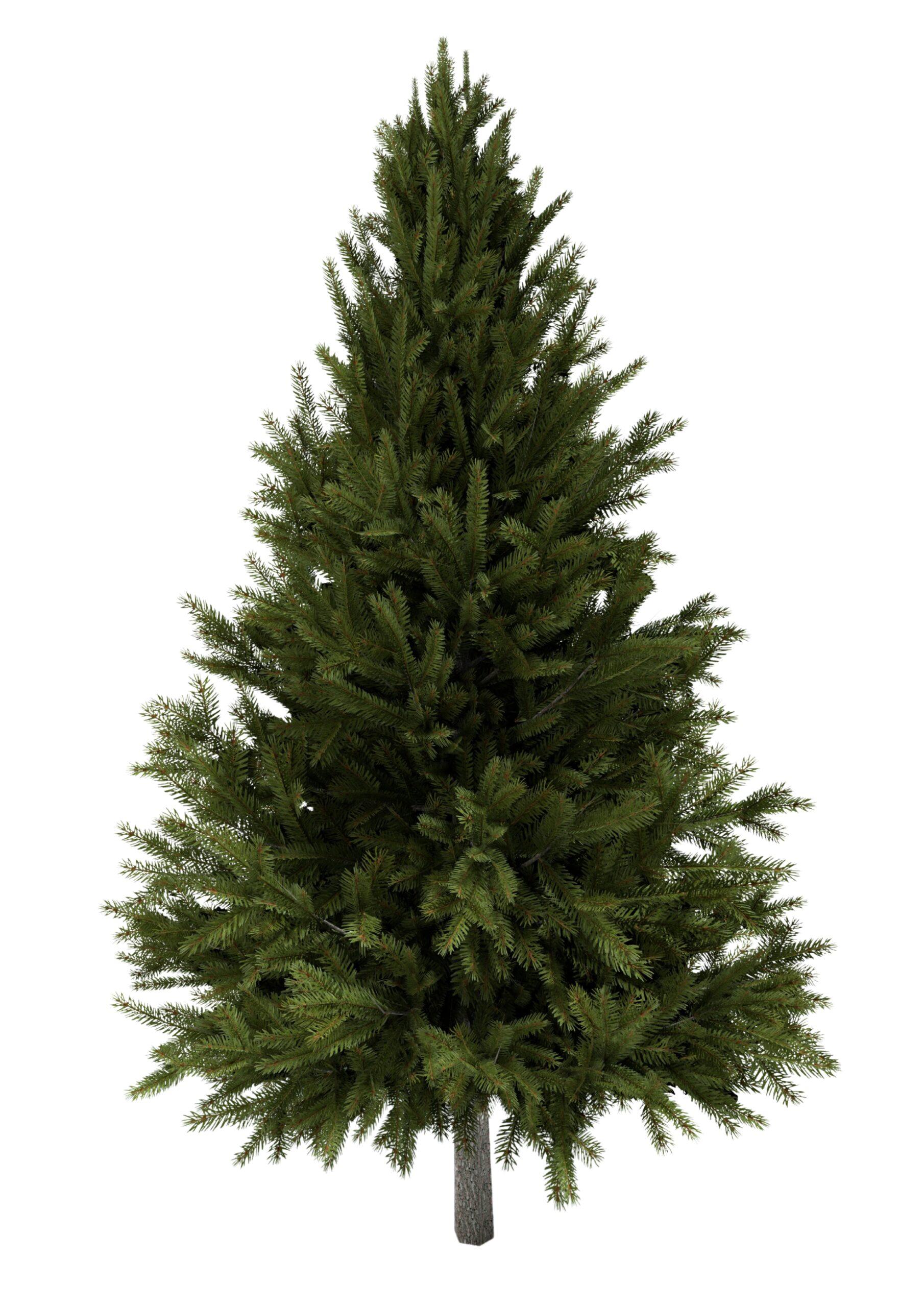 Christmas (Pine) Tree